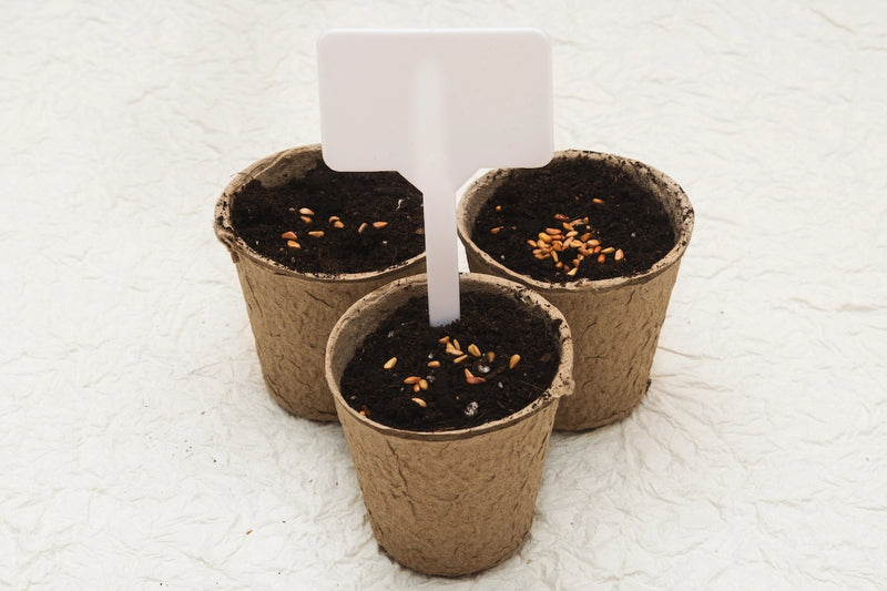 Quels semis de plantes médicinales préparer pour le jardin ? – Les Âmes ...